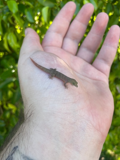 Reef Geckos More Gecko by On The Way Reptiles & Exotics