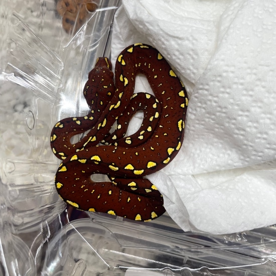 Red Biak Green Tree Python by O.t.w exotics