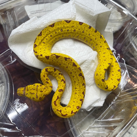Yellow Biak Green Tree Python by O.t.w exotics