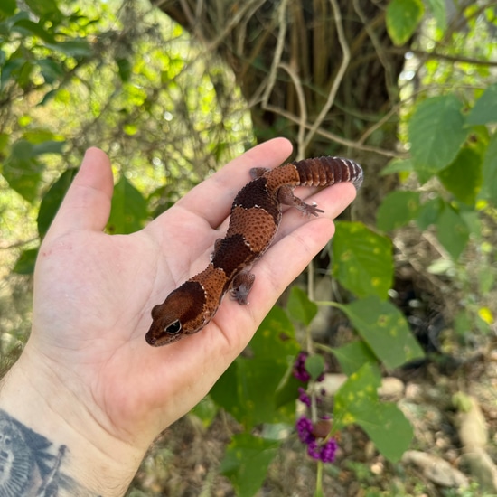 Normal African Fat-Tailed Gecko by On The Way Reptiles & Exotics