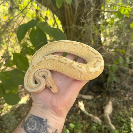 Banana Lemonblast Chocolate Ball Python by On The Way Reptiles & Exotics