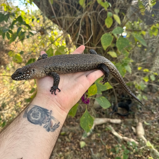 Cunningham Skink More Skink by On The Way Reptiles & Exotics