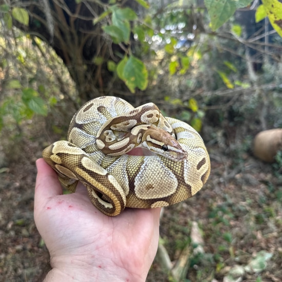 Lesser Scaleless Head Ball Python by On The Way Reptiles & Exotics