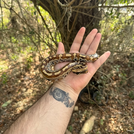 Red Blood Python by On The Way Reptiles & Exotics