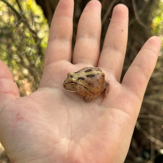 Camo Pacman Frog by On The Way Reptiles & Exotics