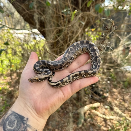 Sumatran Sumatran Short-Tailed Python by On The Way Reptiles & Exotics