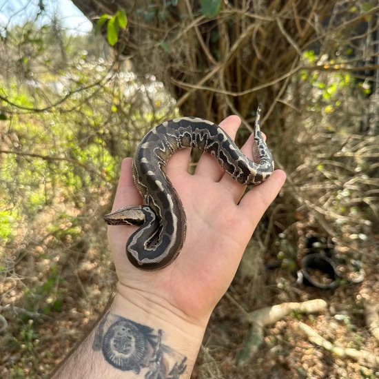 Sumatran Sumatran Short-Tailed Python by On The Way Reptiles & Exotics
