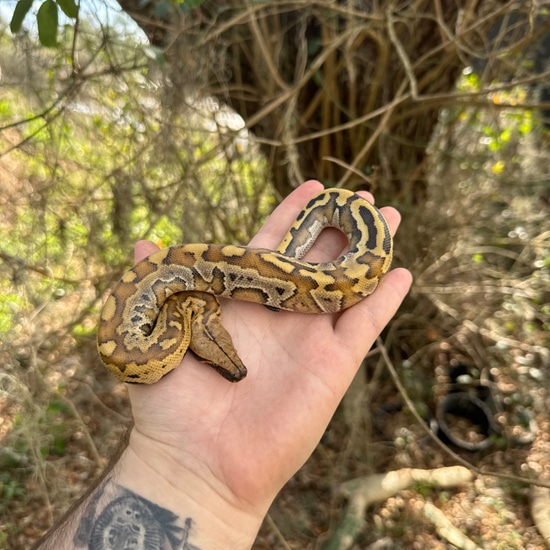 Bangka Blood Python by On The Way Reptiles & Exotics