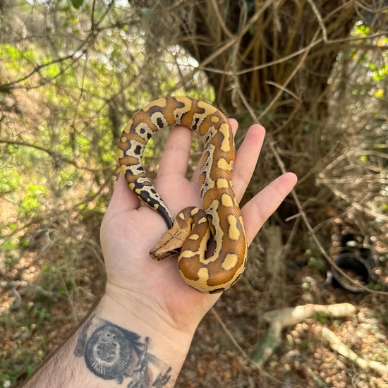 Bangka Blood Python by On The Way Reptiles & Exotics