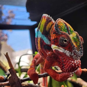 Offspring by Our Tiny Dinosaurs - MorphMarket