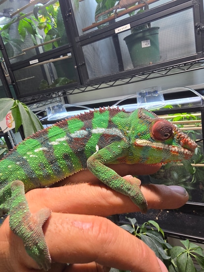 Beautiful Ybbb Panther Chameleon by Our Tiny Dinosaurs