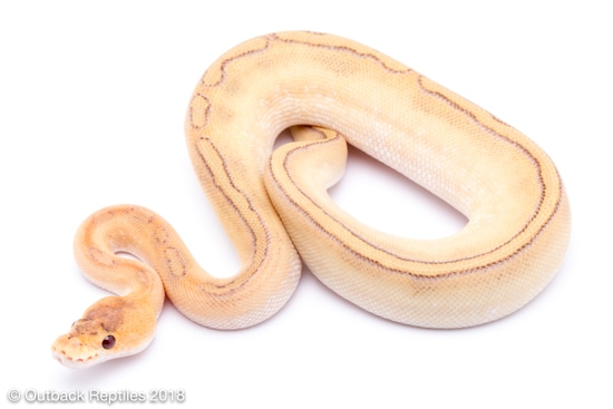Champagne Caramel Ball Python by Outback Reptiles