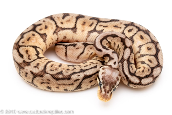 Black Widow Ball Python by Outback Reptiles