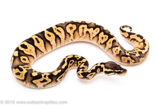 Pastel Sugar Ball Python by Outback Reptiles