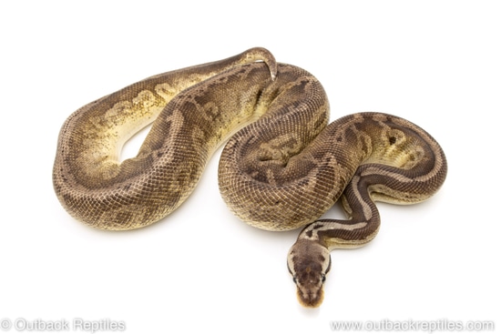 Black Pewter Fire Poss. Het. Pied Ball Python by Outback Reptiles