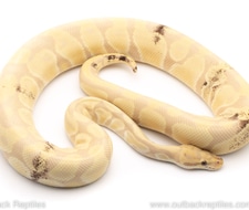 Paradox Ball Pythons for Sale - MorphMarket US & Canada