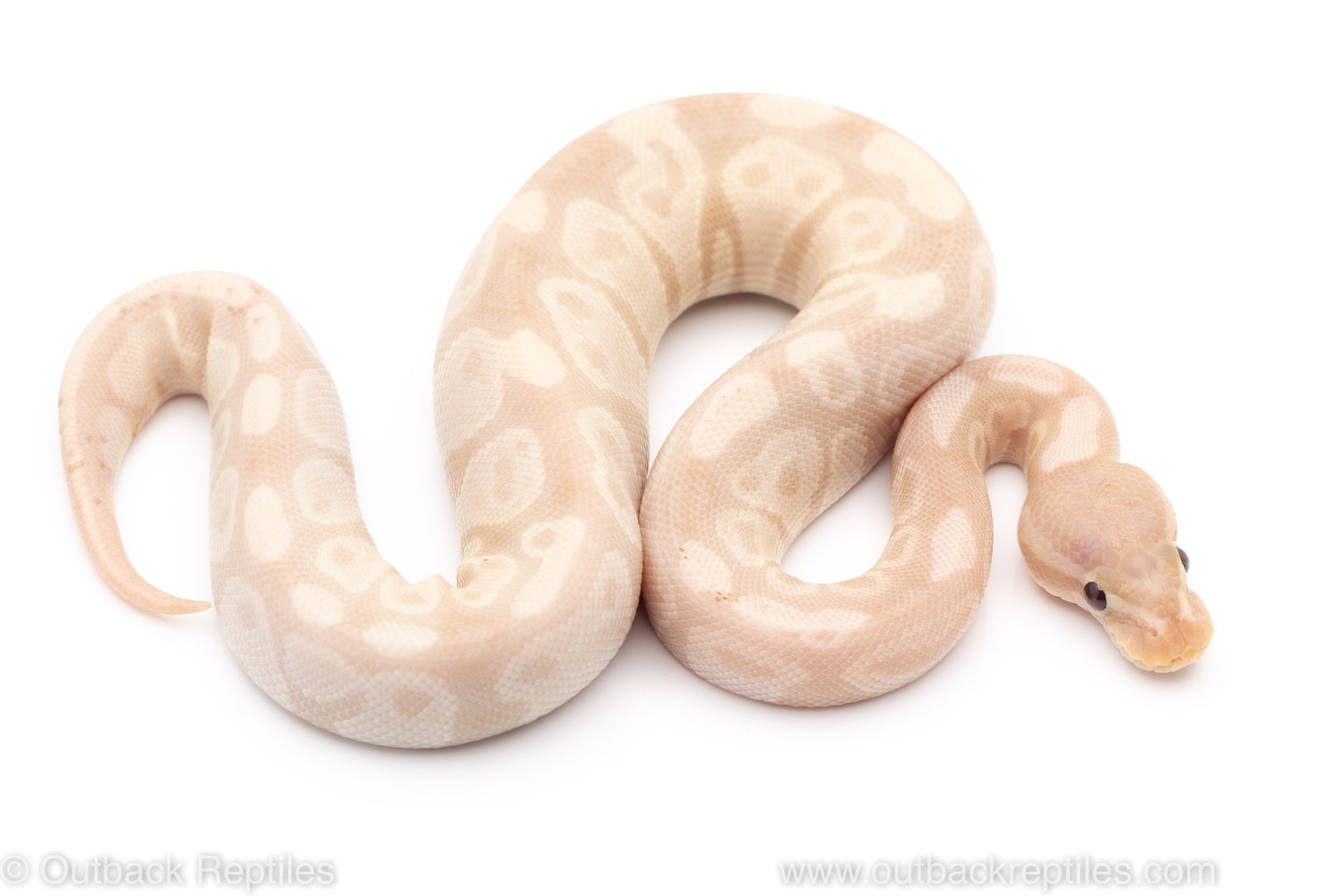 Super Banana Ball Python by Outback Reptiles - MorphMarket