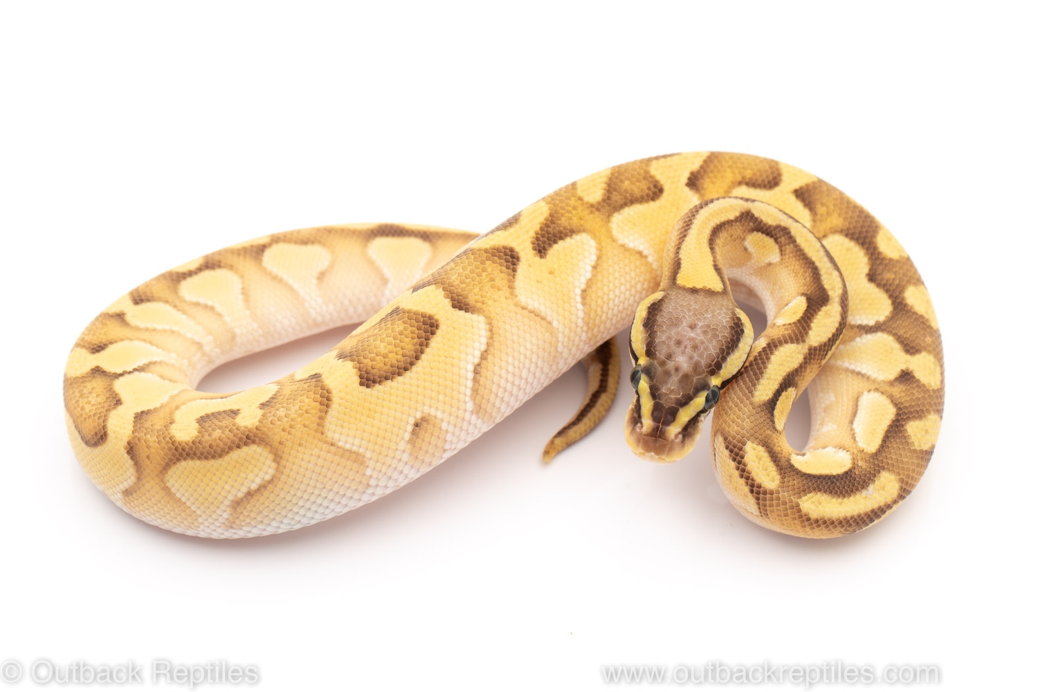 Pastave Enchi Ball Python by Outback Reptiles - MorphMarket