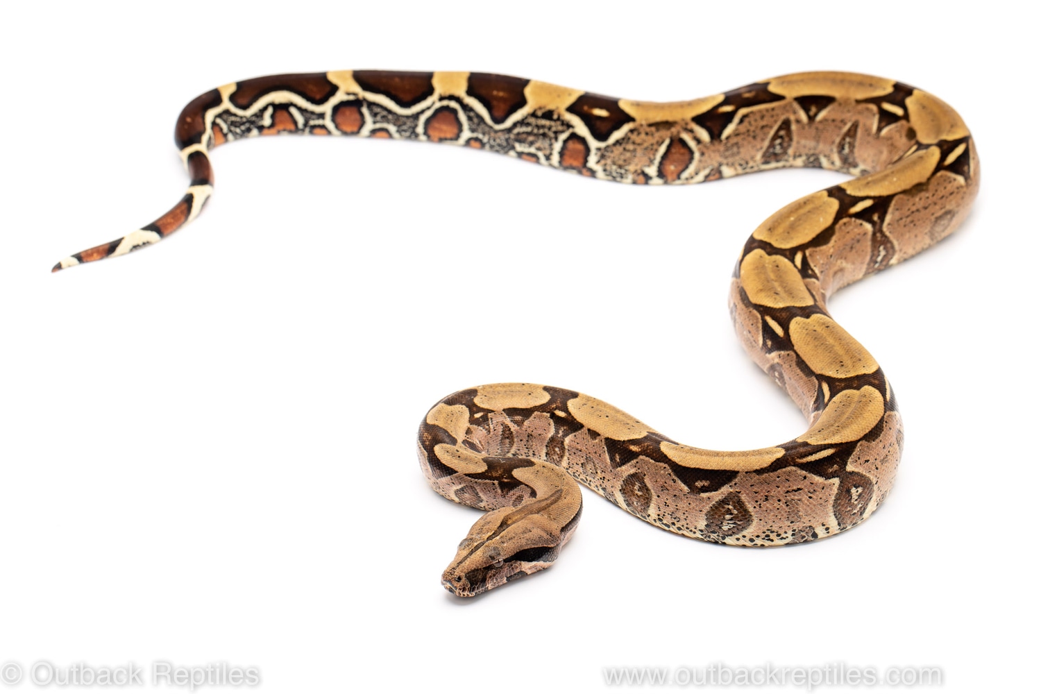 Classic Suriname True Red-tailed Boa Constrictor by Outback Reptiles ...