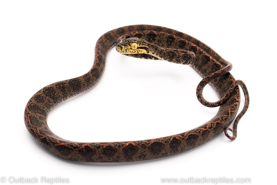 Halloween Amazon Tree Boa - CB Baby by Outback Reptiles