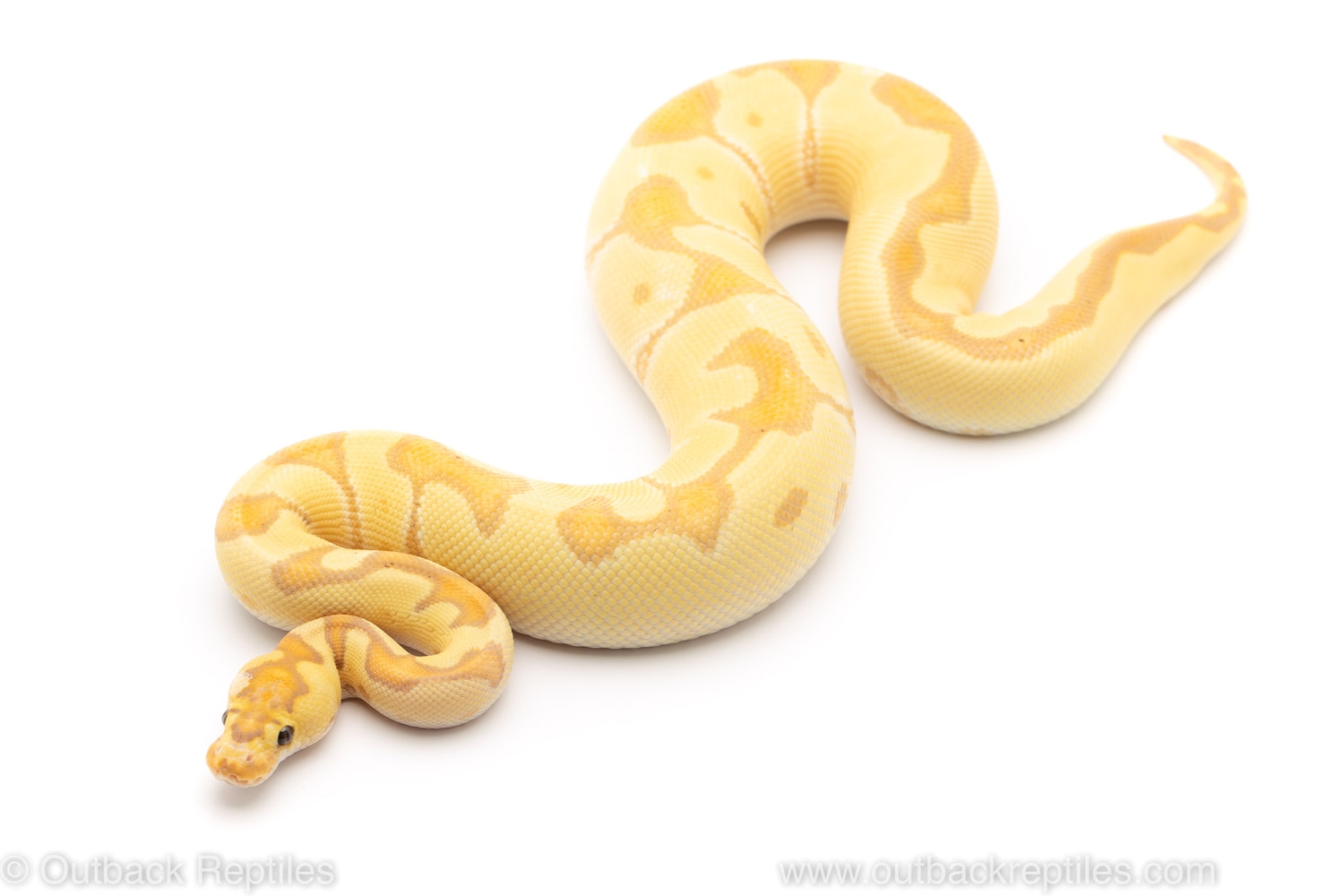 Banana Enchi Clown Ball Python by Outback Reptiles - MorphMarket