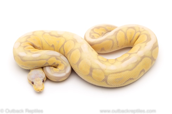 Candy Pewter - Kinked Ball Python by Outback Reptiles
