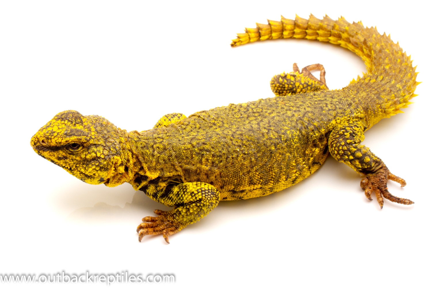 Yellow Saharan - Males & Females Spiny-tailed Lizard by Outback ...