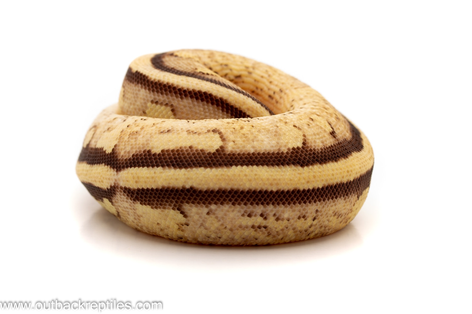 Pastel Super Stripe Ball Python by Outback Reptiles - MorphMarket