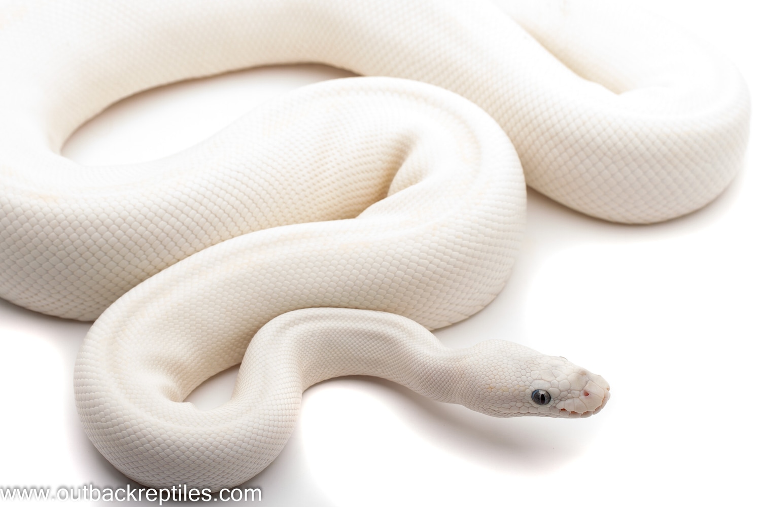 Blue Eyed Lucy Ball Python by Outback Reptiles - MorphMarket