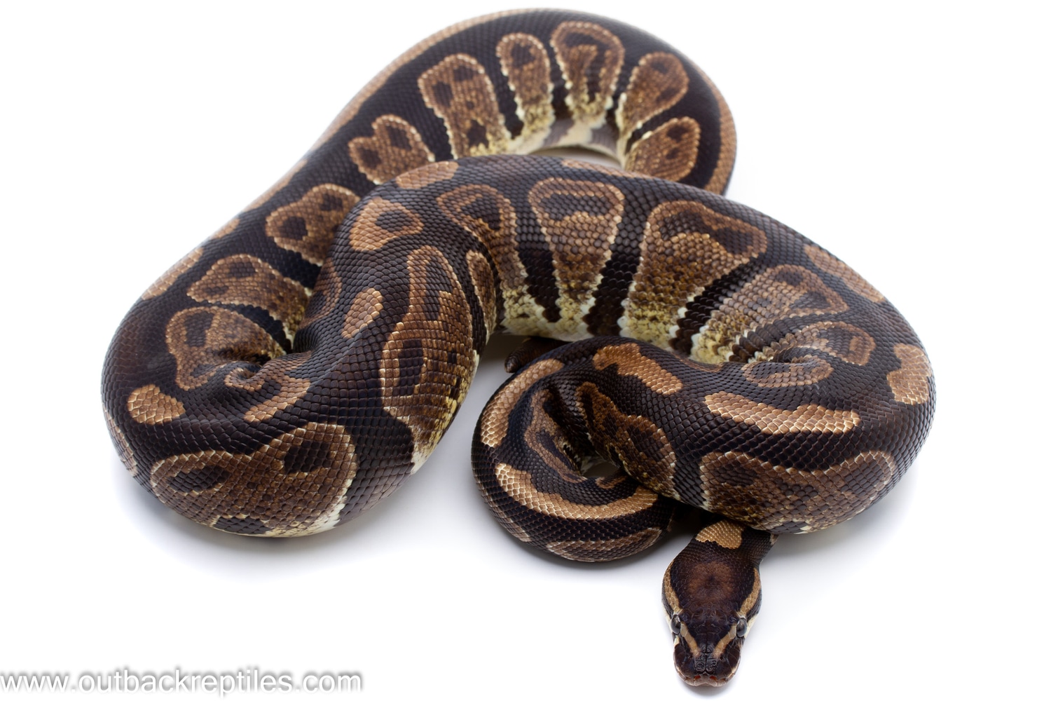Granite Ball Python by Outback Reptiles - MorphMarket