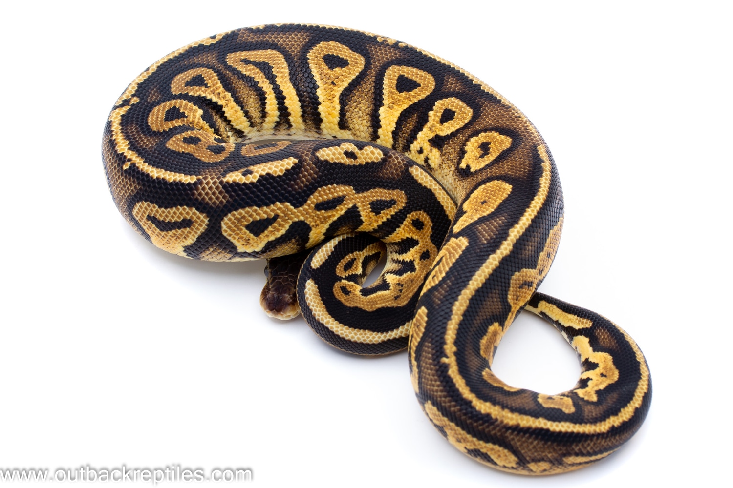 Pastel Black Head Red Gene Het Genetic Stripe Ball Python by Outback ...