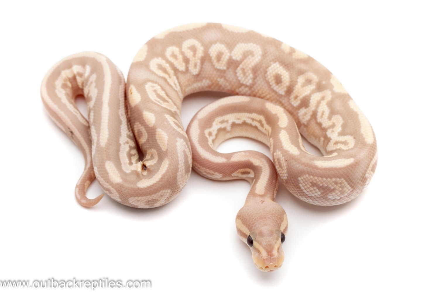 Banana Black Magic Ball Python by Outback Reptiles - MorphMarket