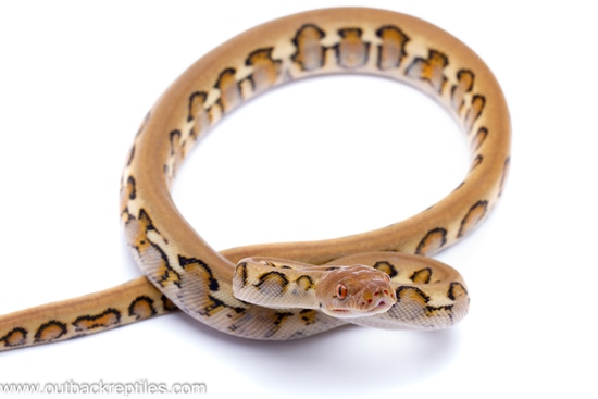 Jaguar Reticulated Python by Outback Reptiles