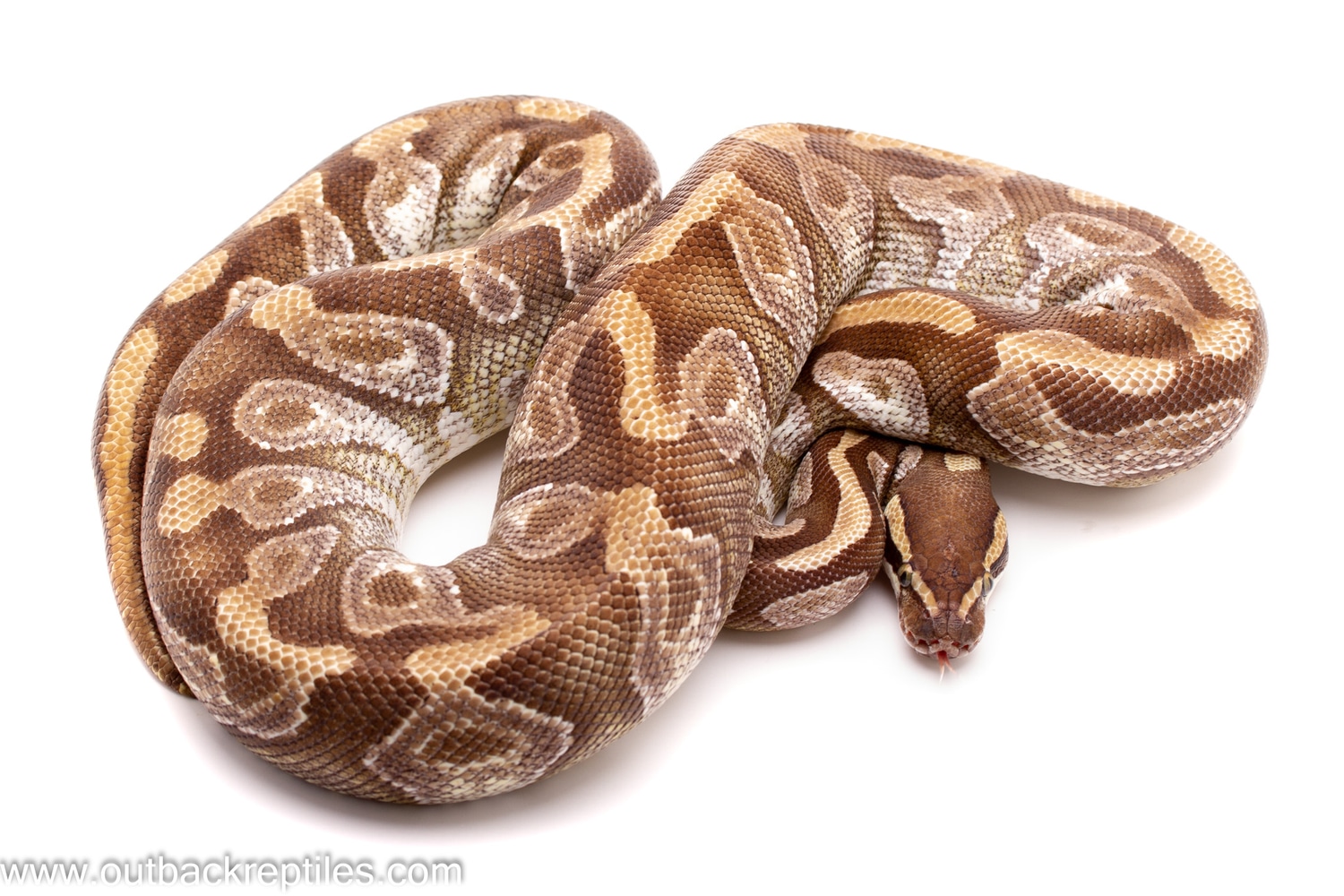 Enchi Mojave Ball Python by Outback Reptiles - MorphMarket
