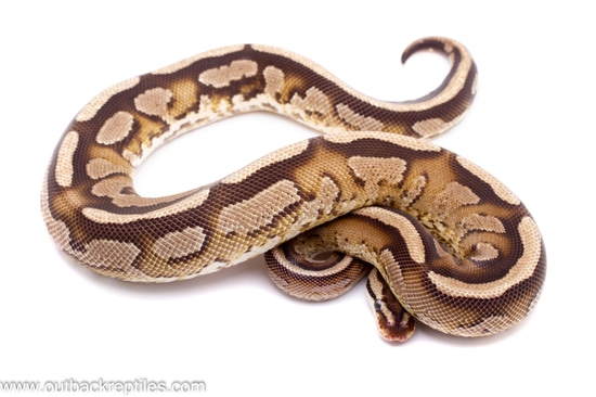 Asphalt Specter Ball Python by Outback Reptiles