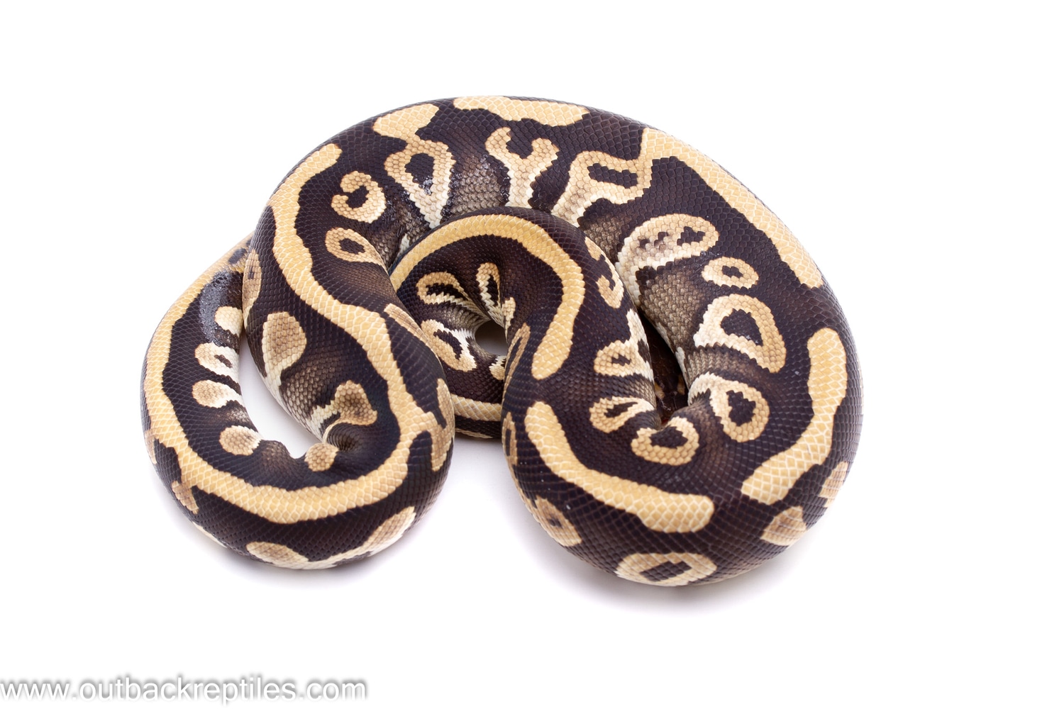 PAIR Mojave Leopard Het Clown Male/ Bumblebee Possible Spotnose Possible Het Clown Female Ball ...