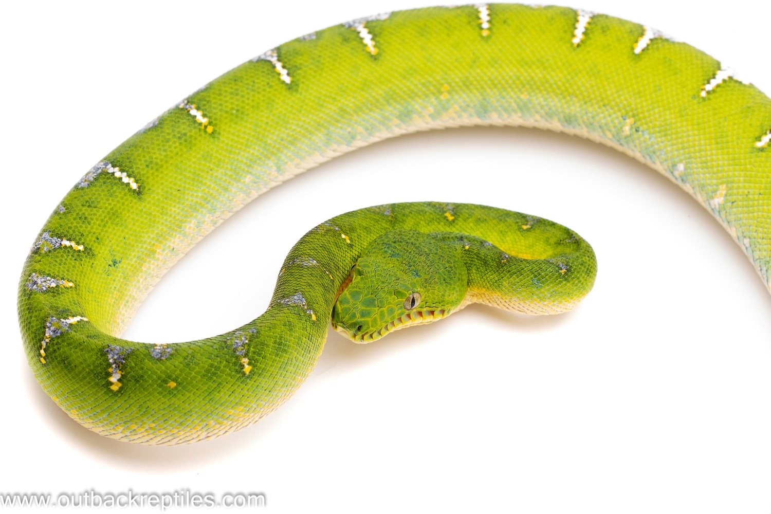 Emerald Tree Boa Northern Emerald Tree Boa by Outback Reptiles ...