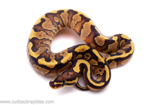 Fire Yellow Belly Ball Python by Outback Reptiles