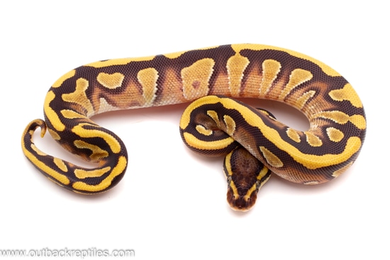 Enchi Phantom Yellow Belly - Female Ball Python by Outback Reptiles