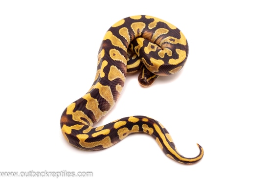 Enchi Phantom Yellow Belly - Male Ball Python by Outback Reptiles