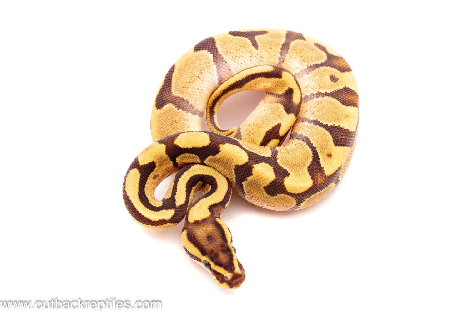 Enchi Fire Ball Python by Outback Reptiles - MorphMarket