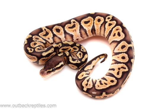 Pastel Jolt Ball Python by Outback Reptiles