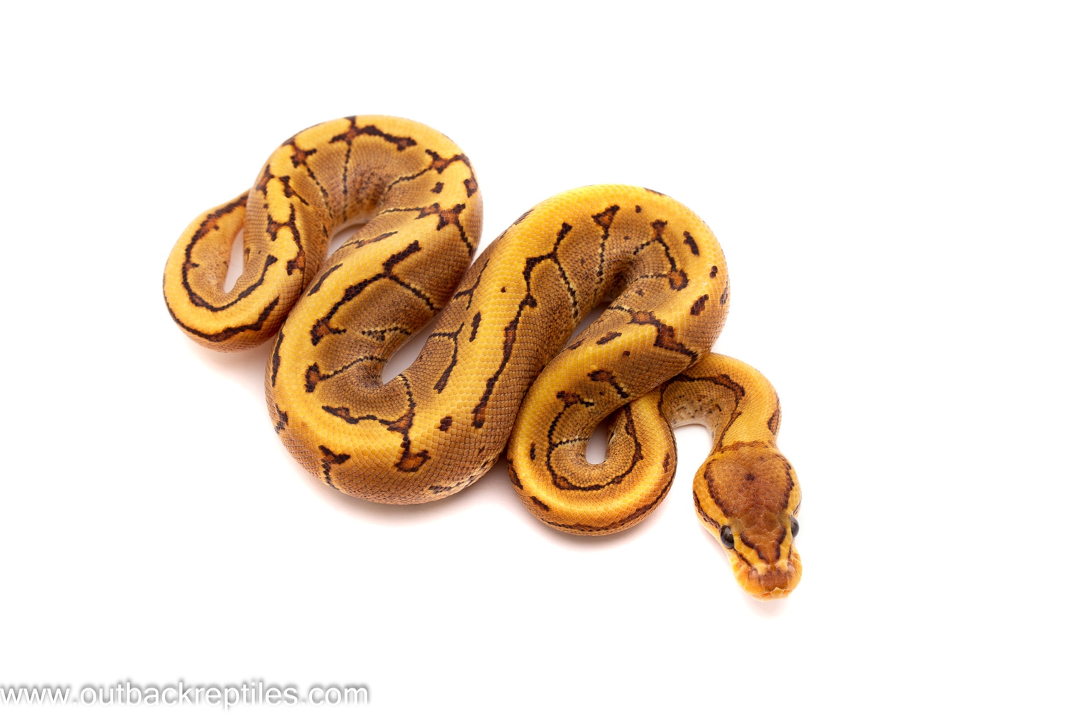 Fire Pinstripe Yellow Belly Ball Python by Outback Reptiles - MorphMarket