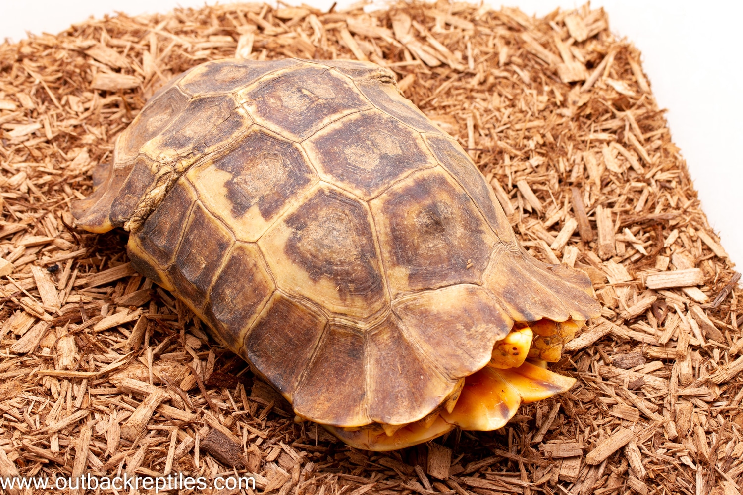 Forest Hinge-back Tortoise (Kinixys Erosa) - Pair by Outback Reptiles ...