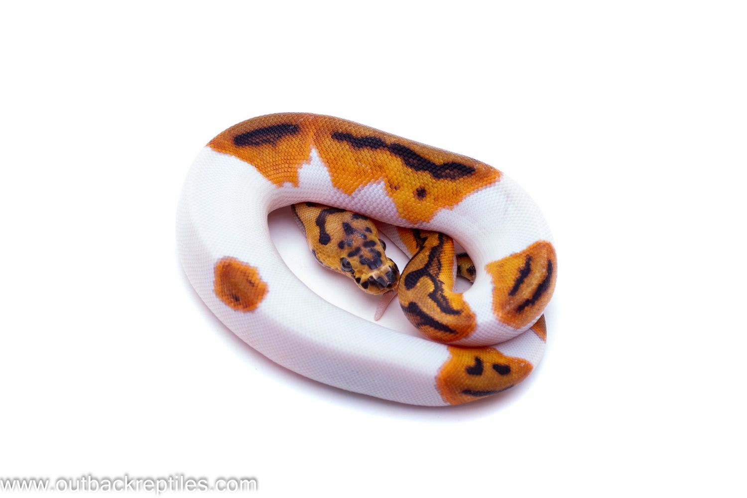 Clown Pied Ball Python by Outback Reptiles - MorphMarket