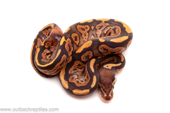 Black Pastel Het Pied (Ringer) Ball Python by Outback Reptiles