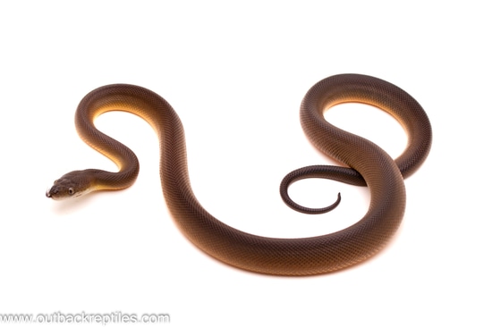 Water Pythons by Outback Reptiles