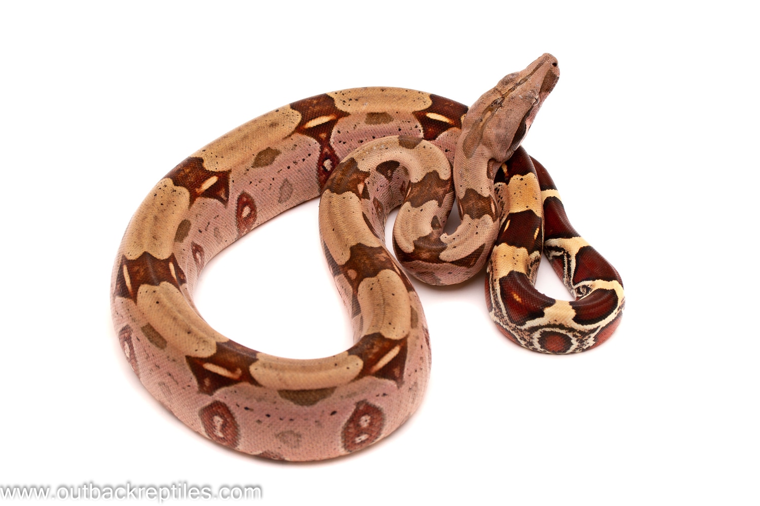 High Pink Suriname True Red-tailed Boa Constrictor by Outback Reptiles ...