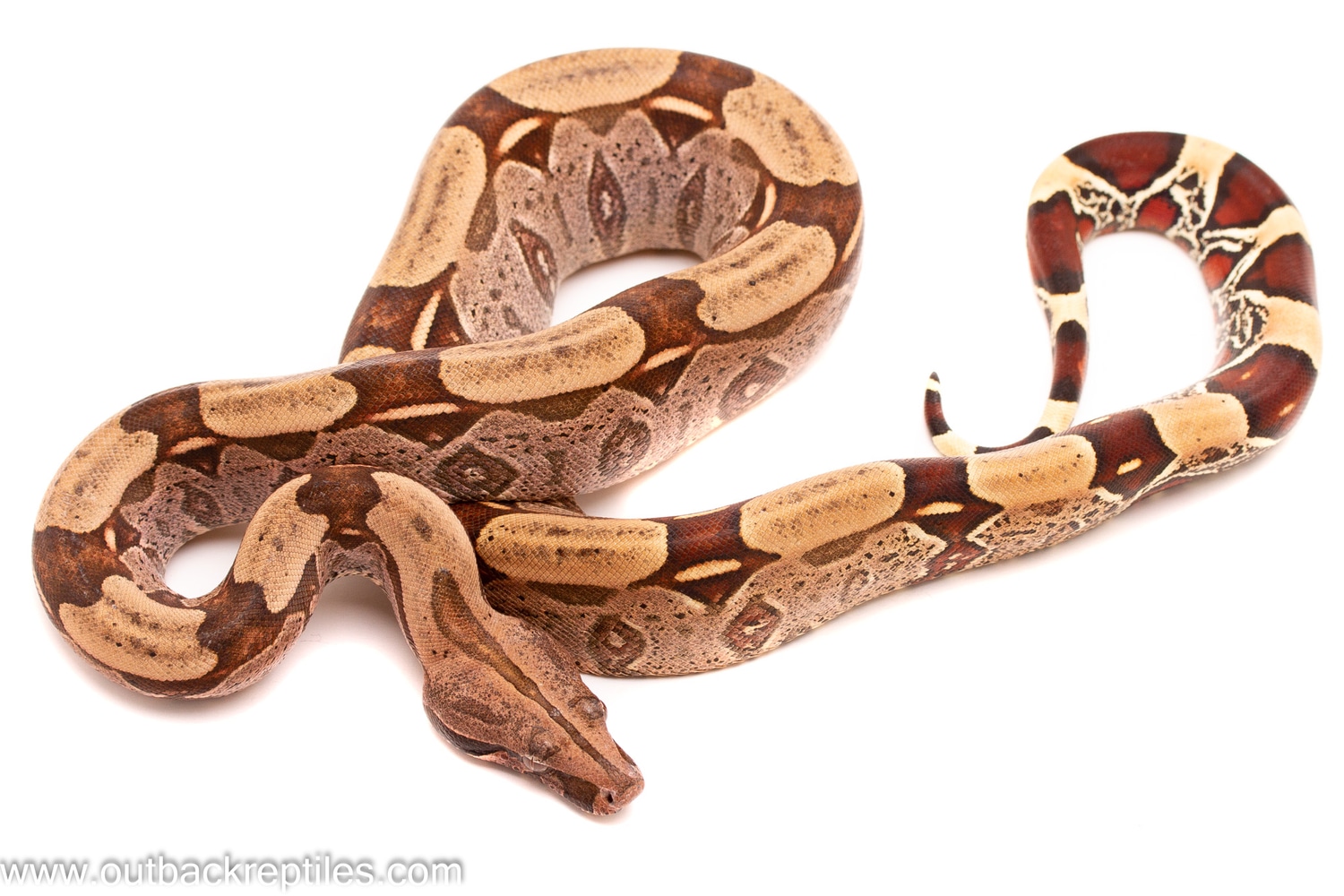 Suriname True Red-tailed Boa Constrictor by Outback Reptiles - MorphMarket