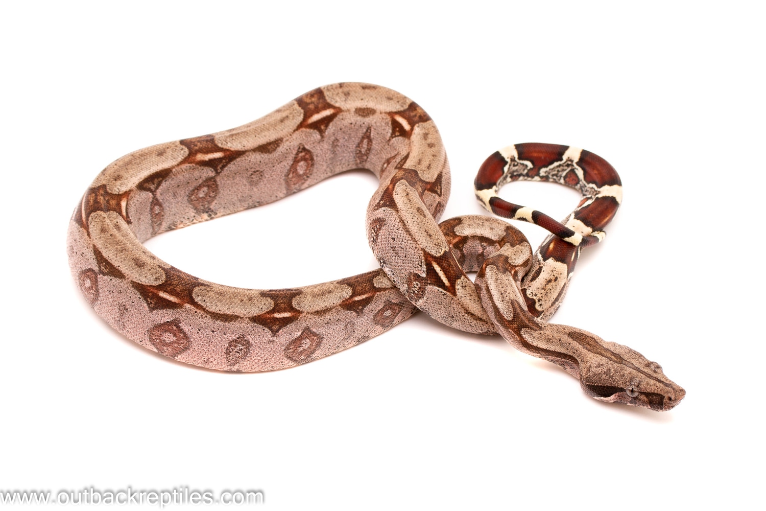 Guyana True Red-tailed Boa Constrictor by Outback Reptiles - MorphMarket